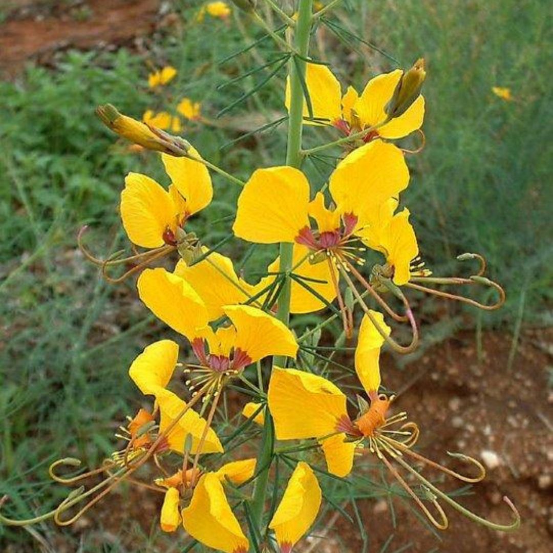 Cleome angustifolia subsp. petersiana seeds - Buy online