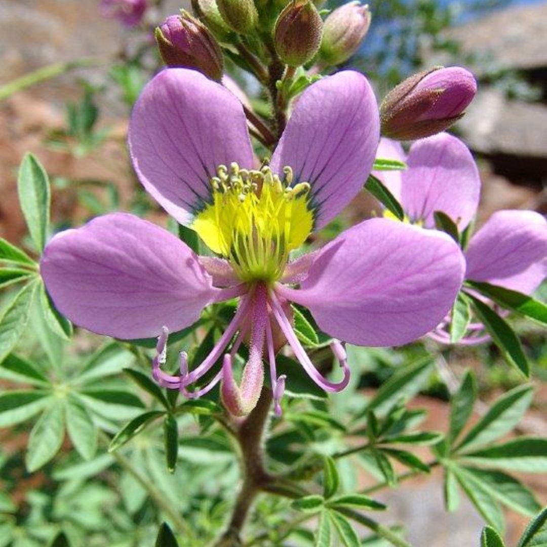 Cleome oxyphylla var. robusta seeds - Buy online
