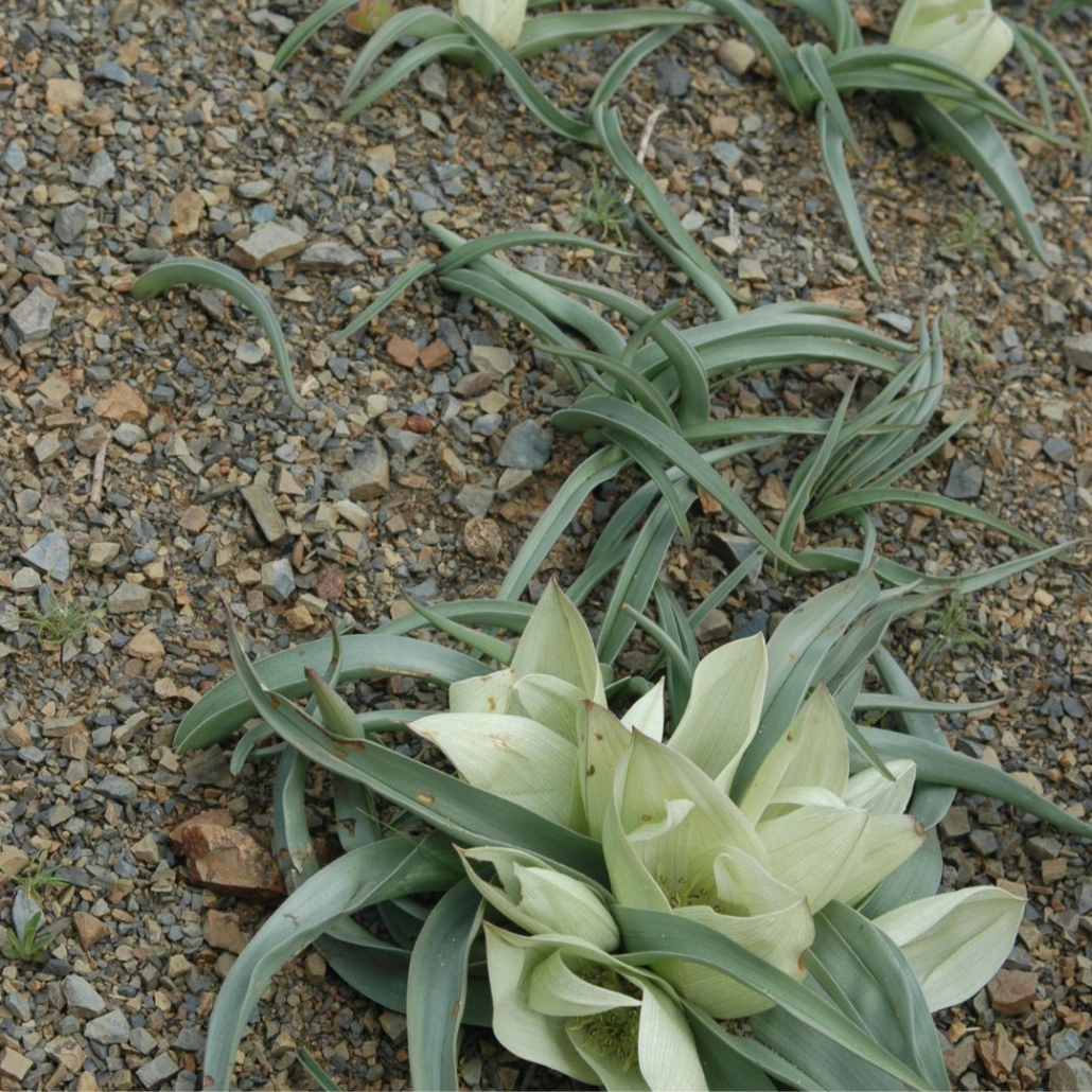 Colchicum capense subsp. capense seeds - Buy online