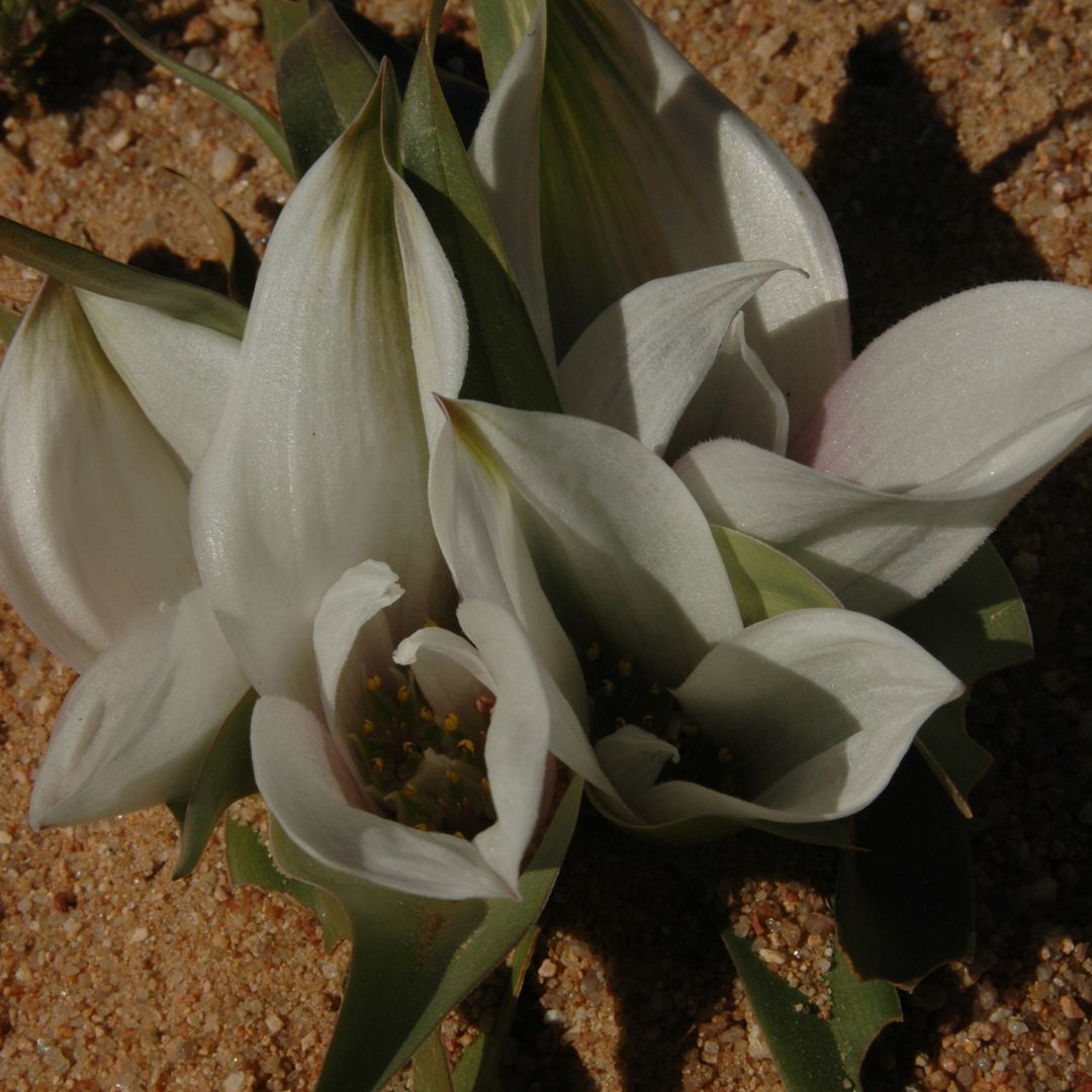 Colchicum capense subsp. ciliolatum seeds - Buy online