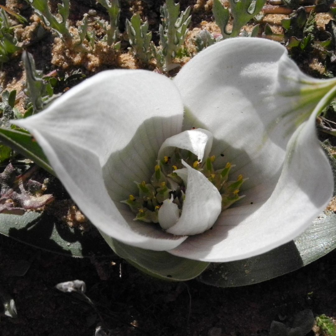 Colchicum capense subsp. ciliolatum seeds - Buy online
