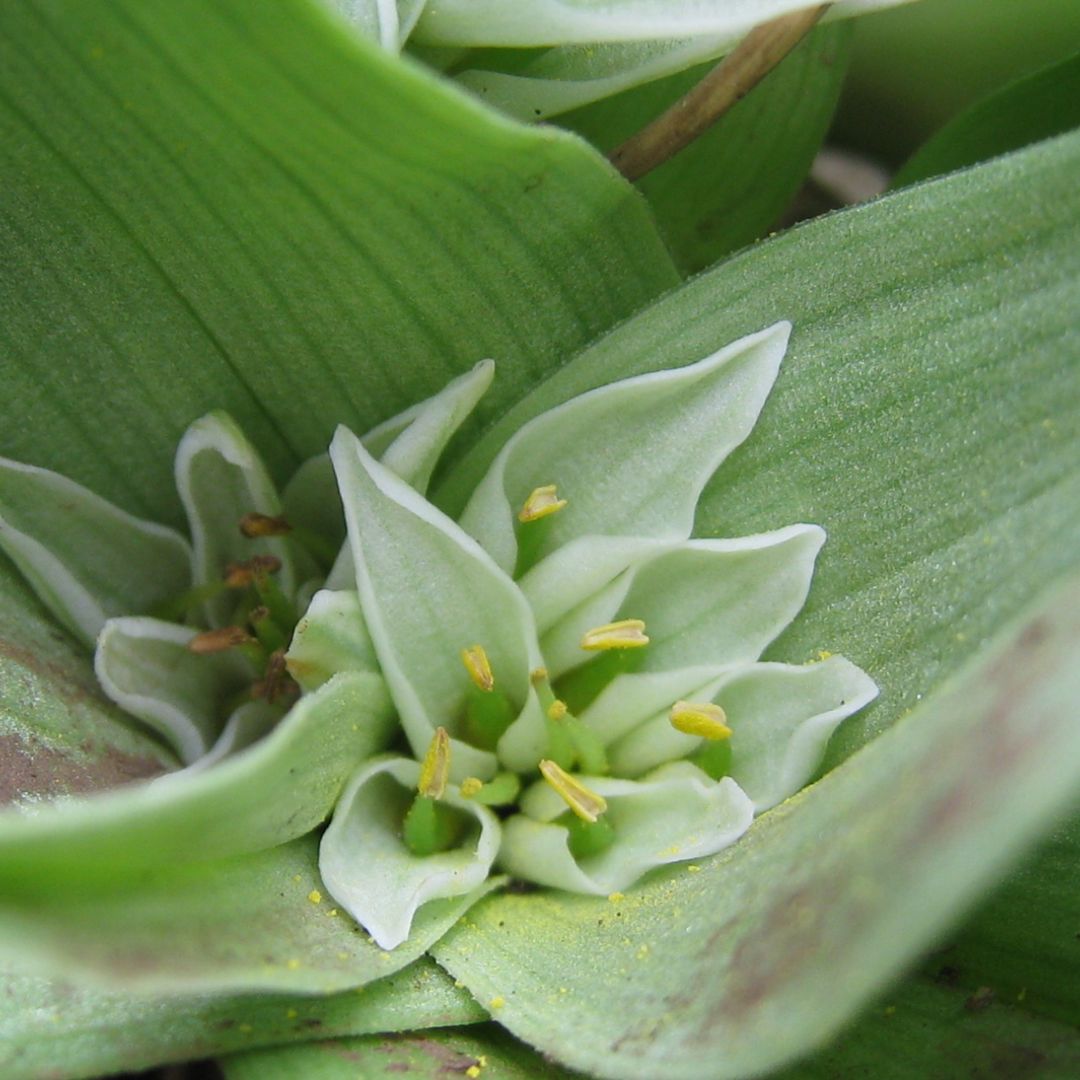 Colchicum longipes seeds - Buy online