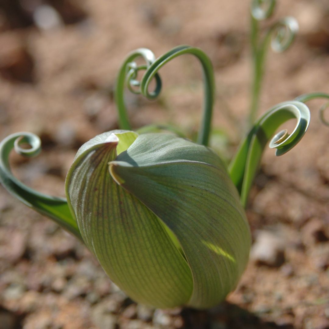 Colchicum volutare seeds - Buy online
