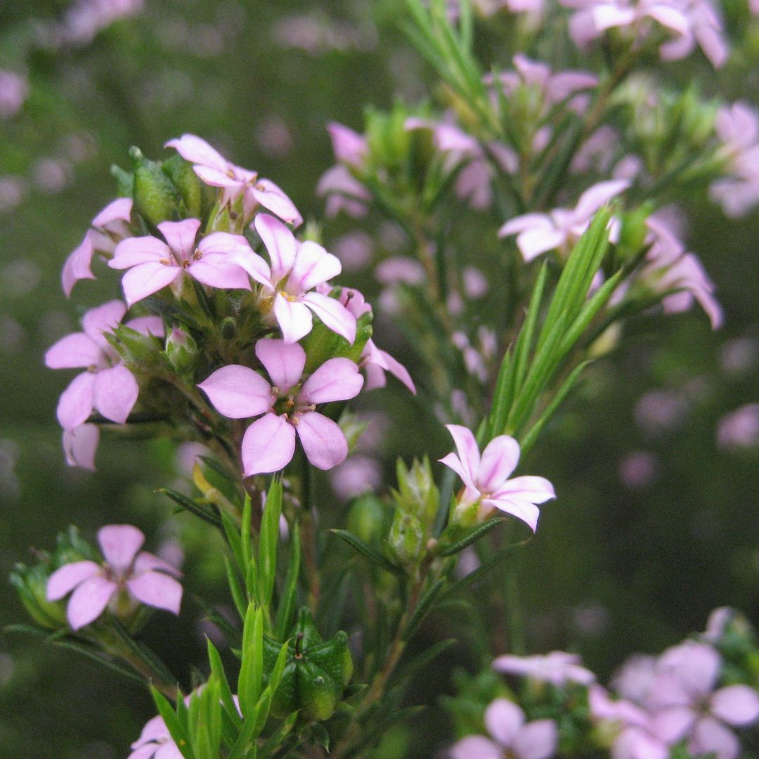 Coleonema pulchellum seeds - Buy online