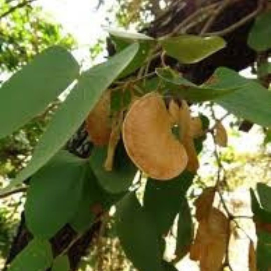 Colophospermum mopane seeds - Buy online