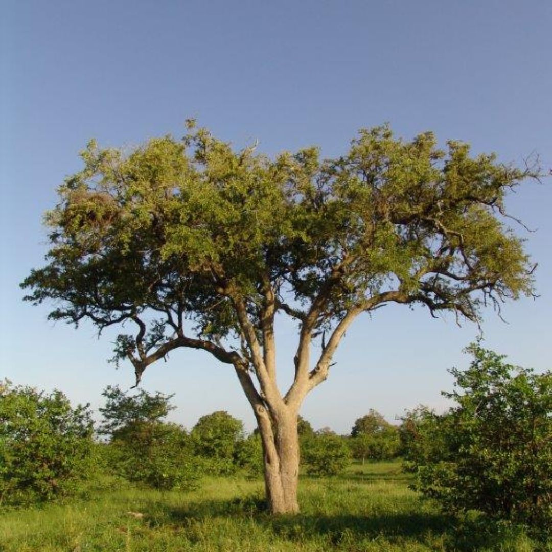 Combretum imberbe seeds - Buy online