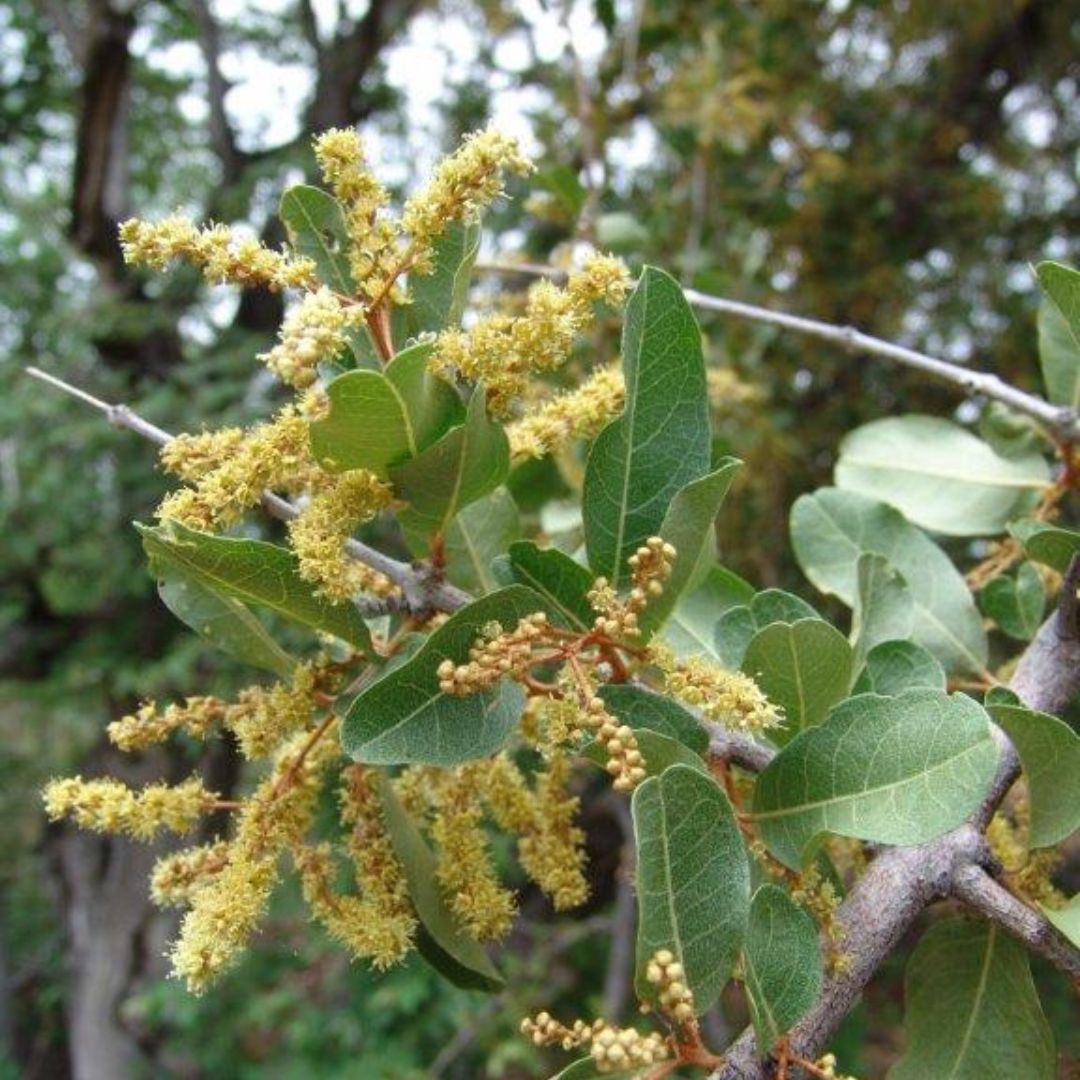 Combretum imberbe seeds - Buy online