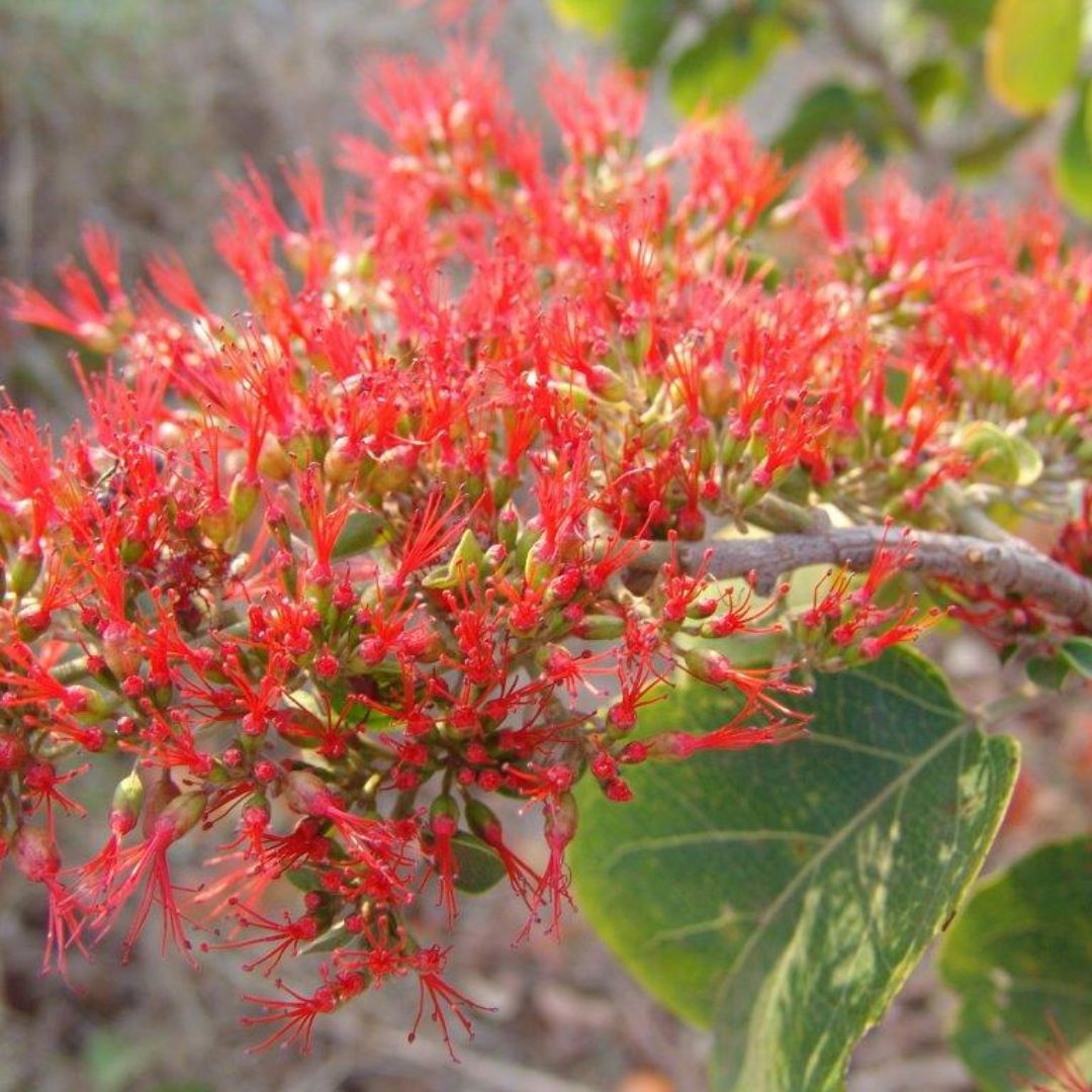 Combretum microphyllum seeds - Buy online