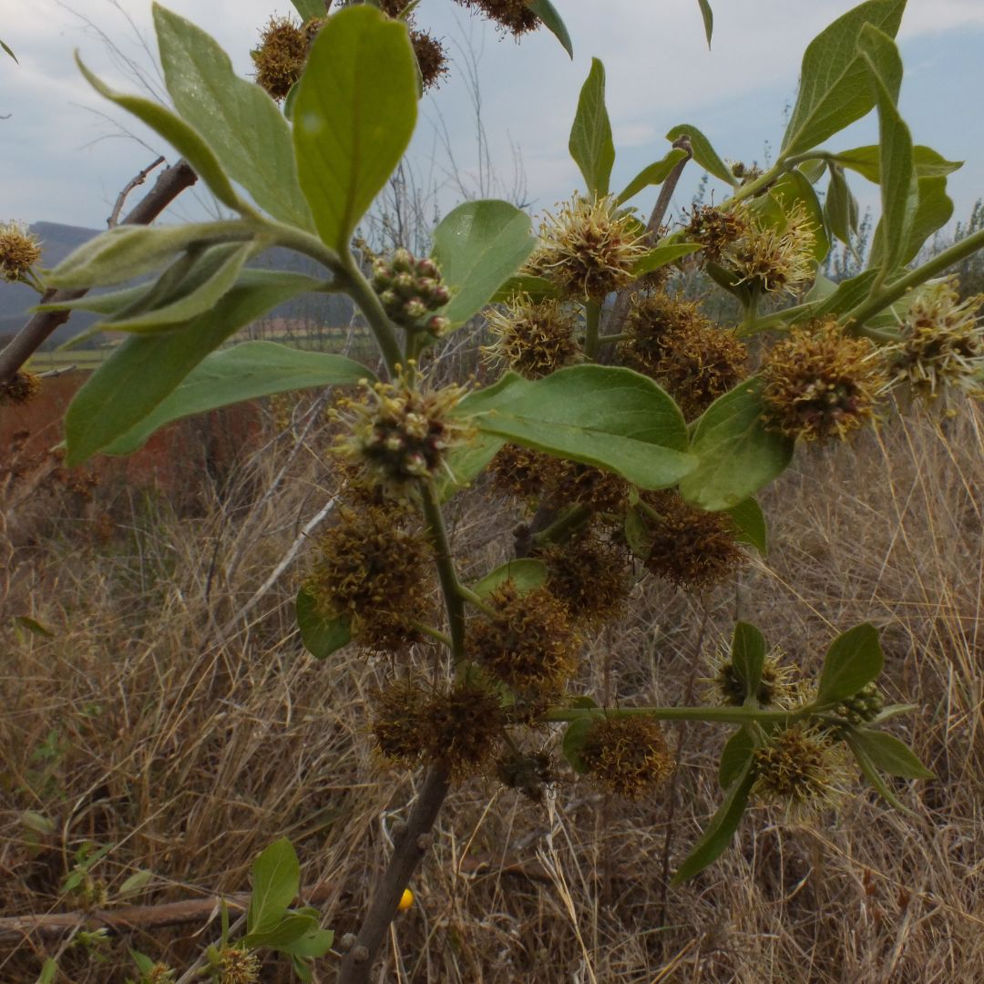 Combretum molle seeds - Buy online