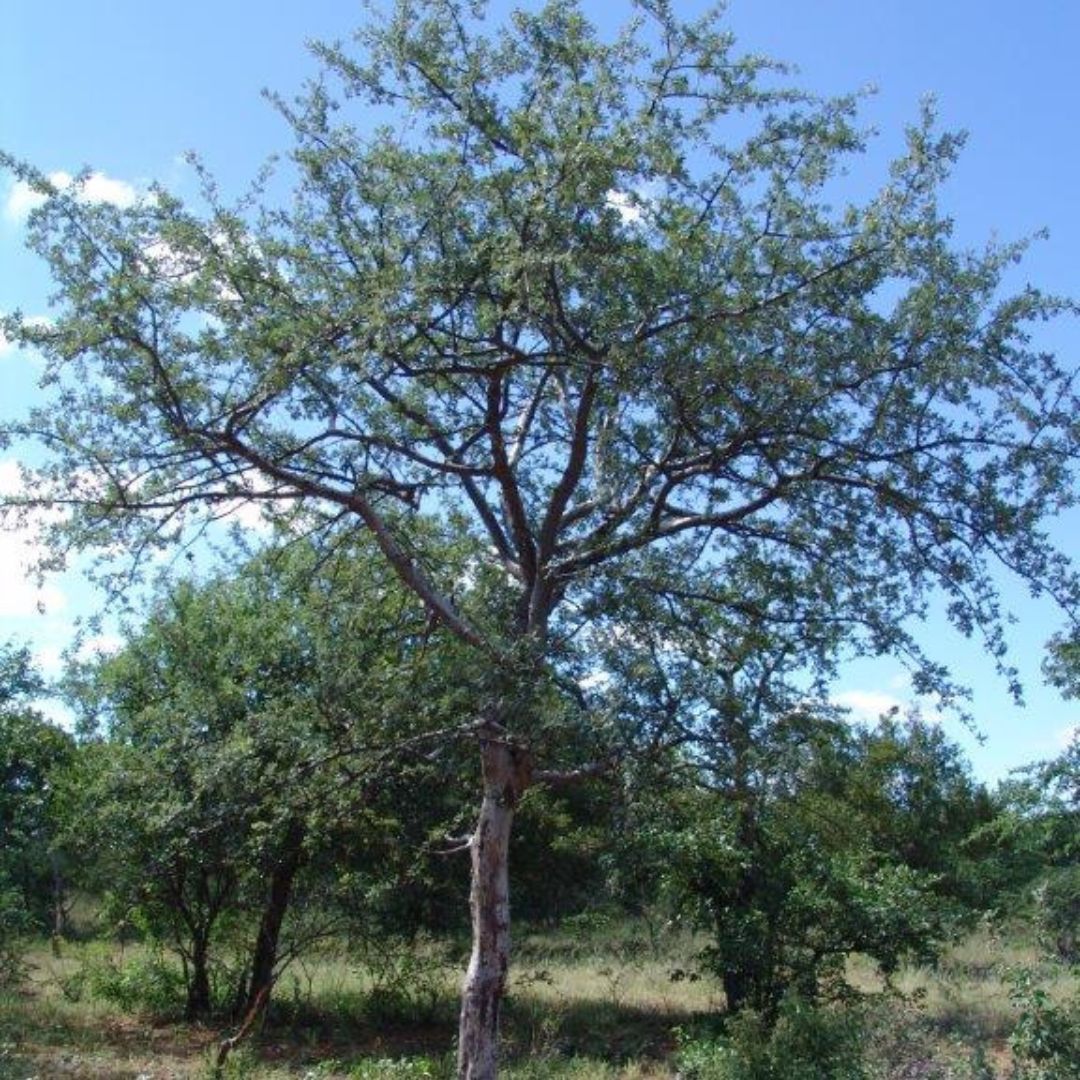 Commiphora mollis seeds - Buy online