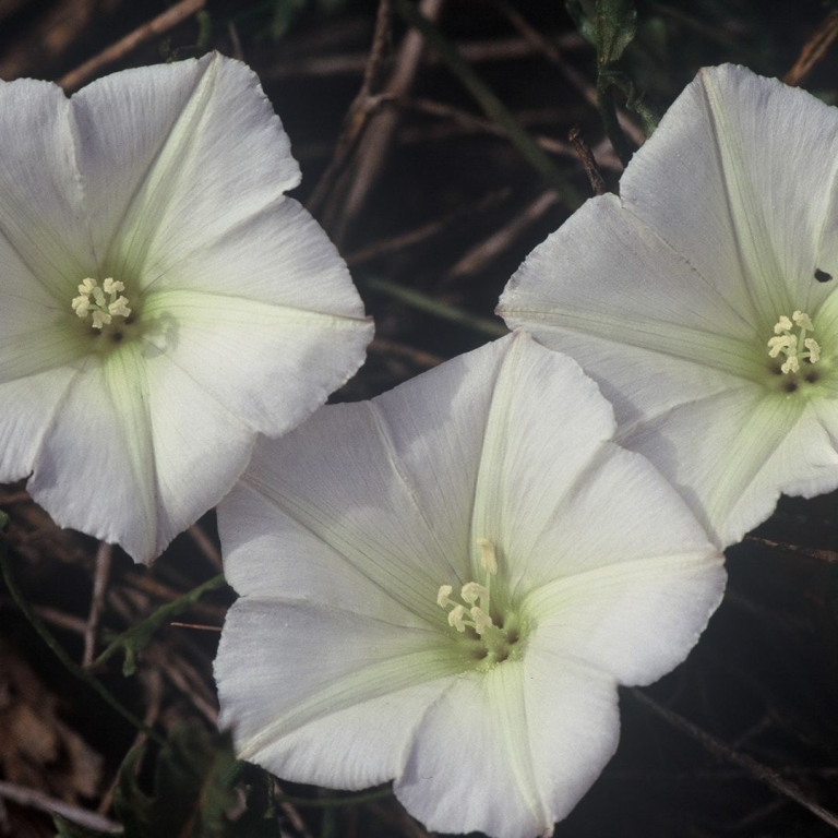Convolvulus capensis seeds - Buy online