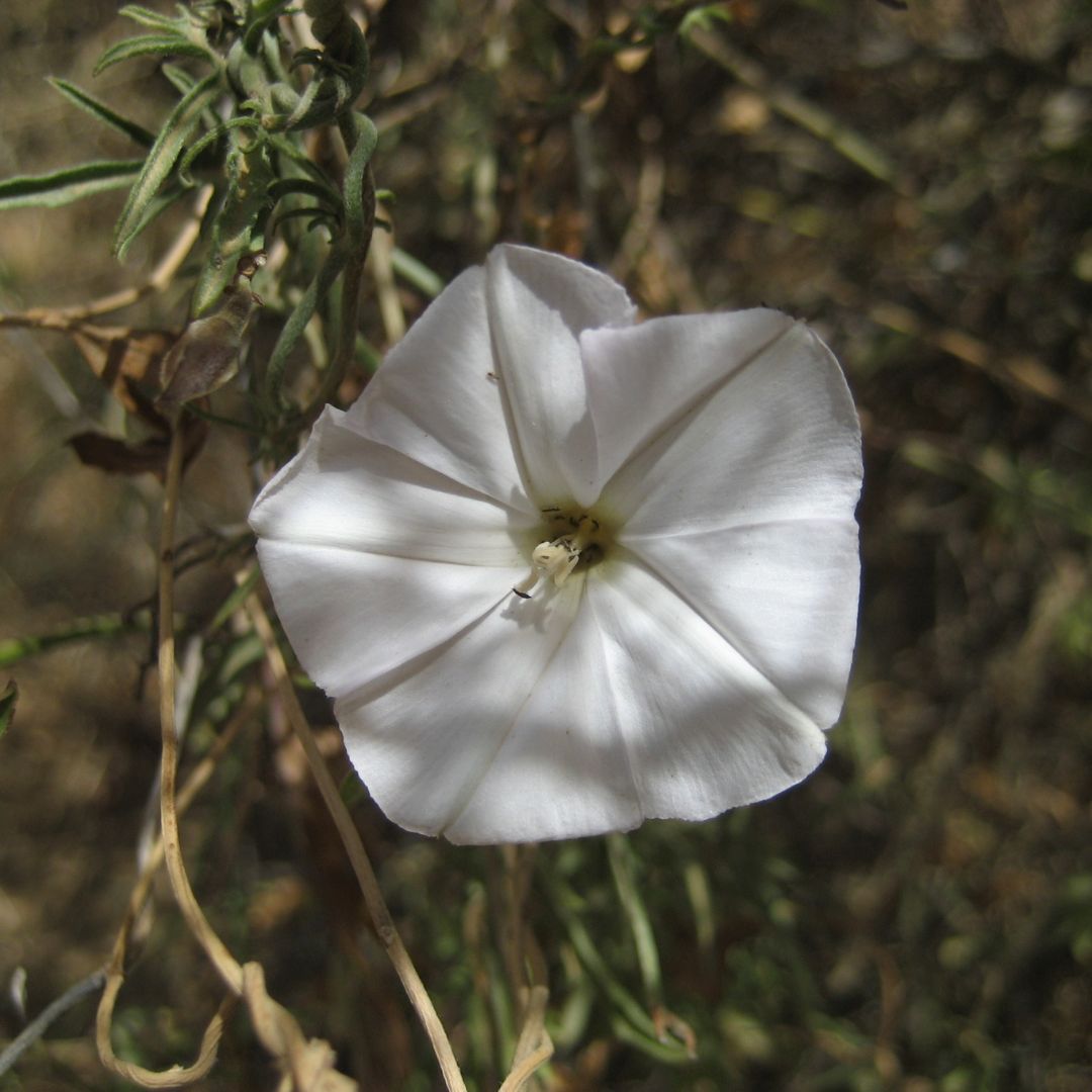 Convolvulus capensis seeds - Buy online