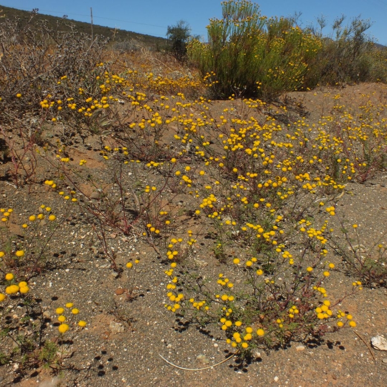 Cotula microglossa seeds - Buy online