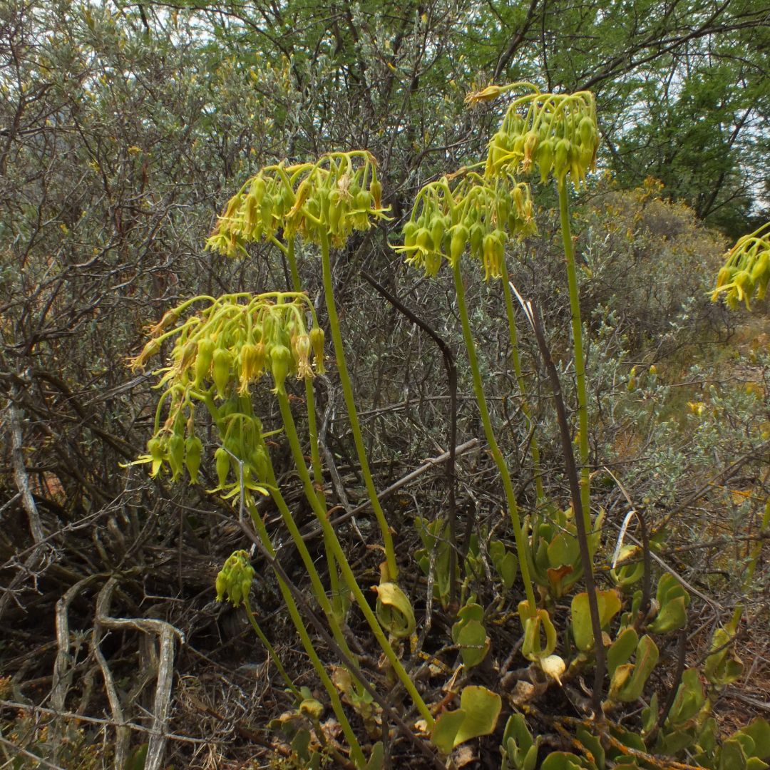 Cotyledon cuneata seeds - Buy online