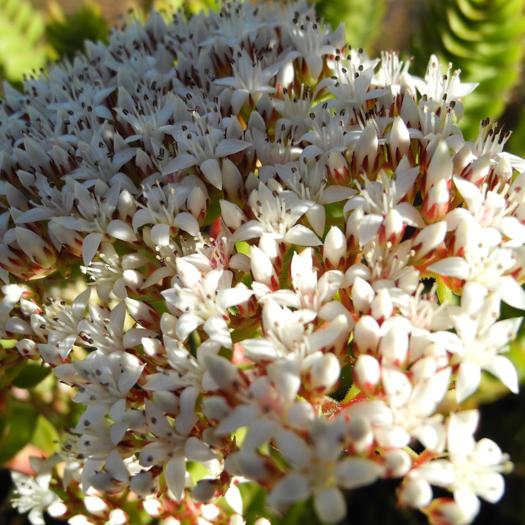Crassula dejecta seeds - Buy online