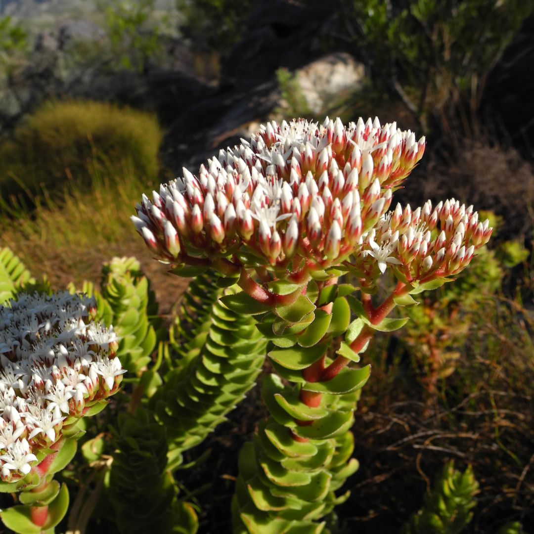 Crassula dejecta seeds - Buy online