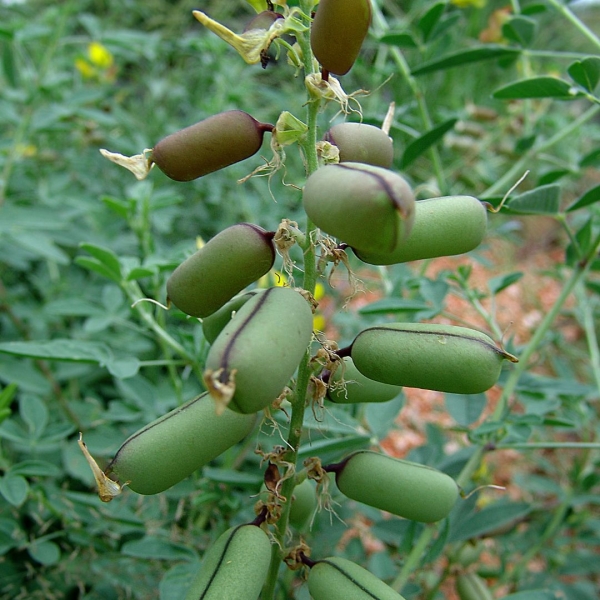 Crotalaria damarensis seeds - Buy online