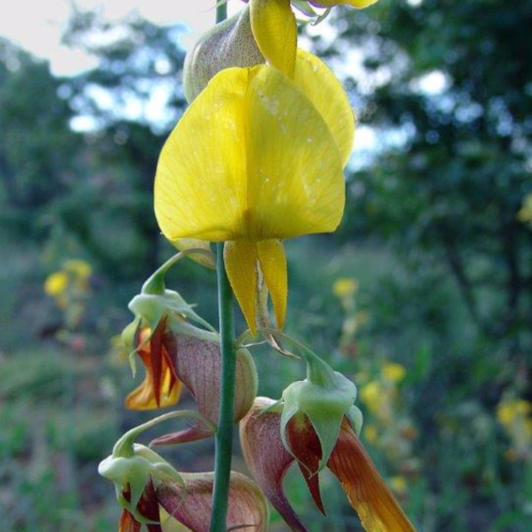 Crotalaria laburnifolia subsp. australis seeds - Buy online