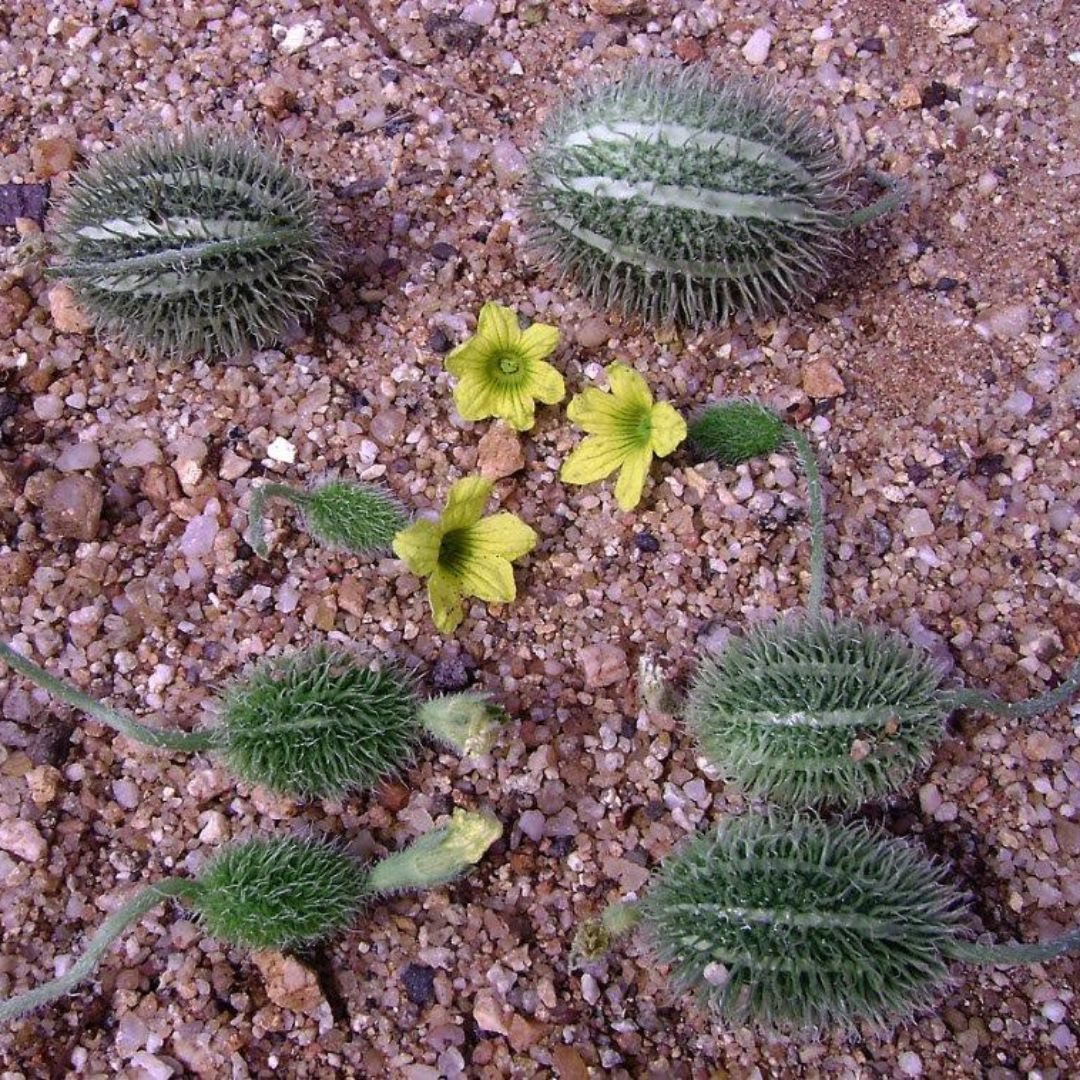 Cucumis zeyheri seeds - Buy online