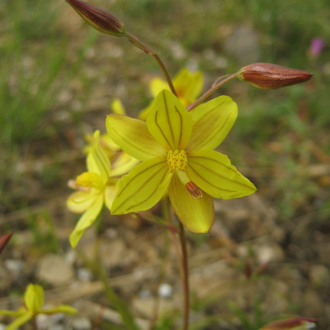 Cyanella lutea subsp. lutea seeds - Buy online