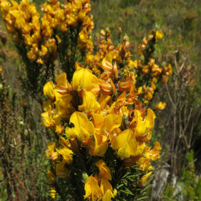 Cyclopia meyeriana seeds - Buy online