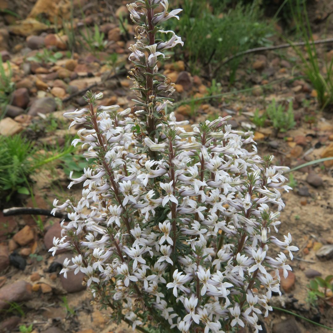 Cyphia bulbosa seeds - Buy online