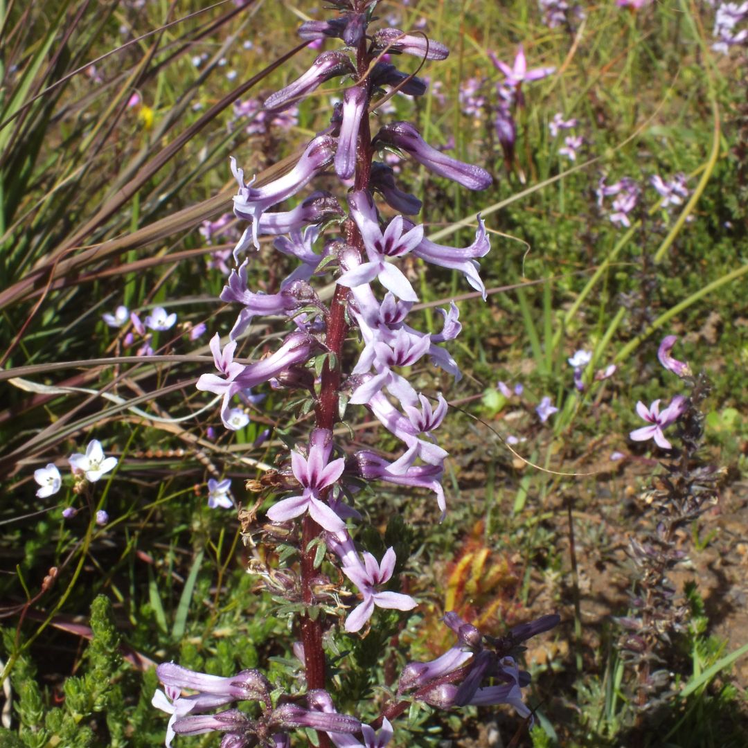 Cyphia bulbosa seeds - Buy online