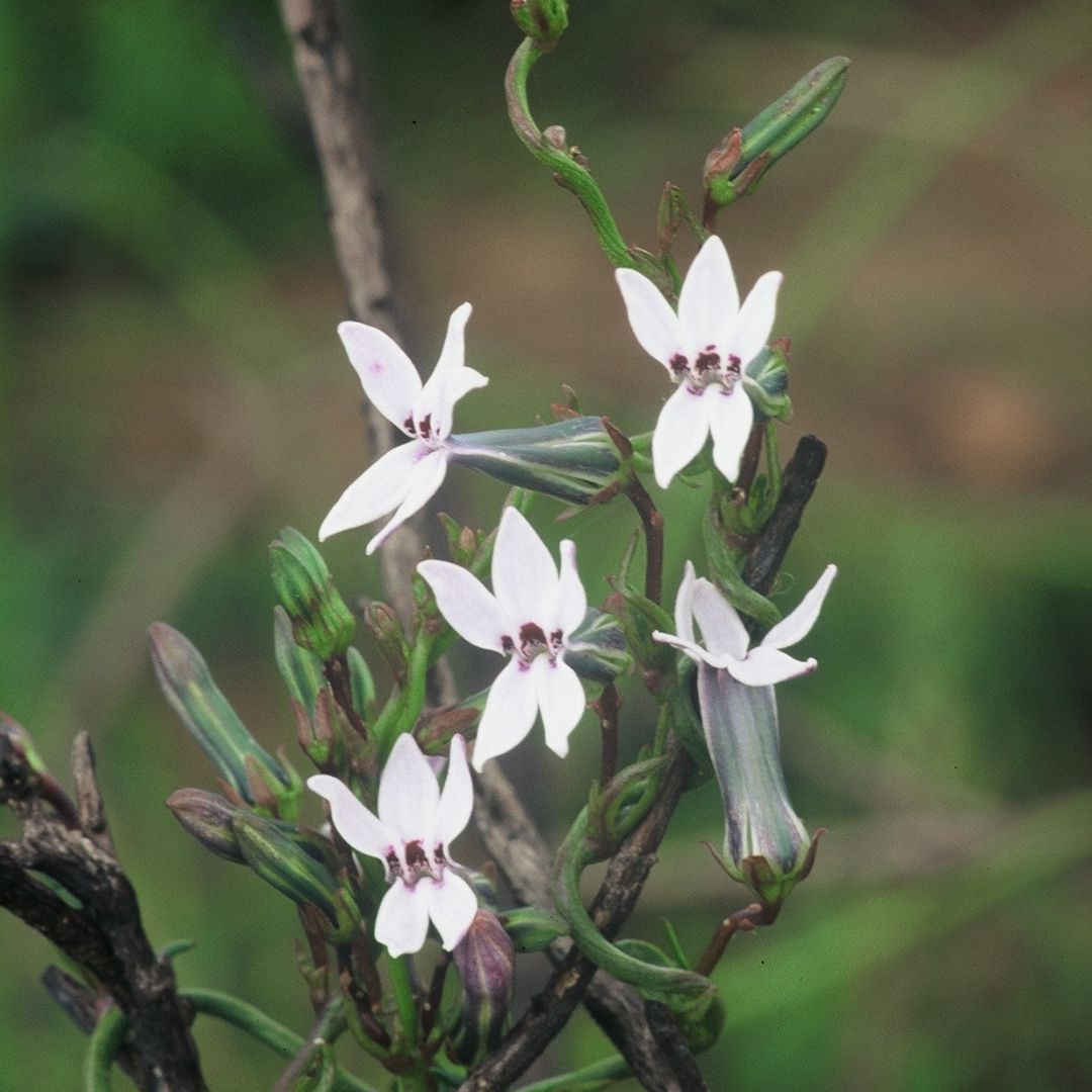 Cyphia volubilis var volubilis (White) seeds - Buy online
