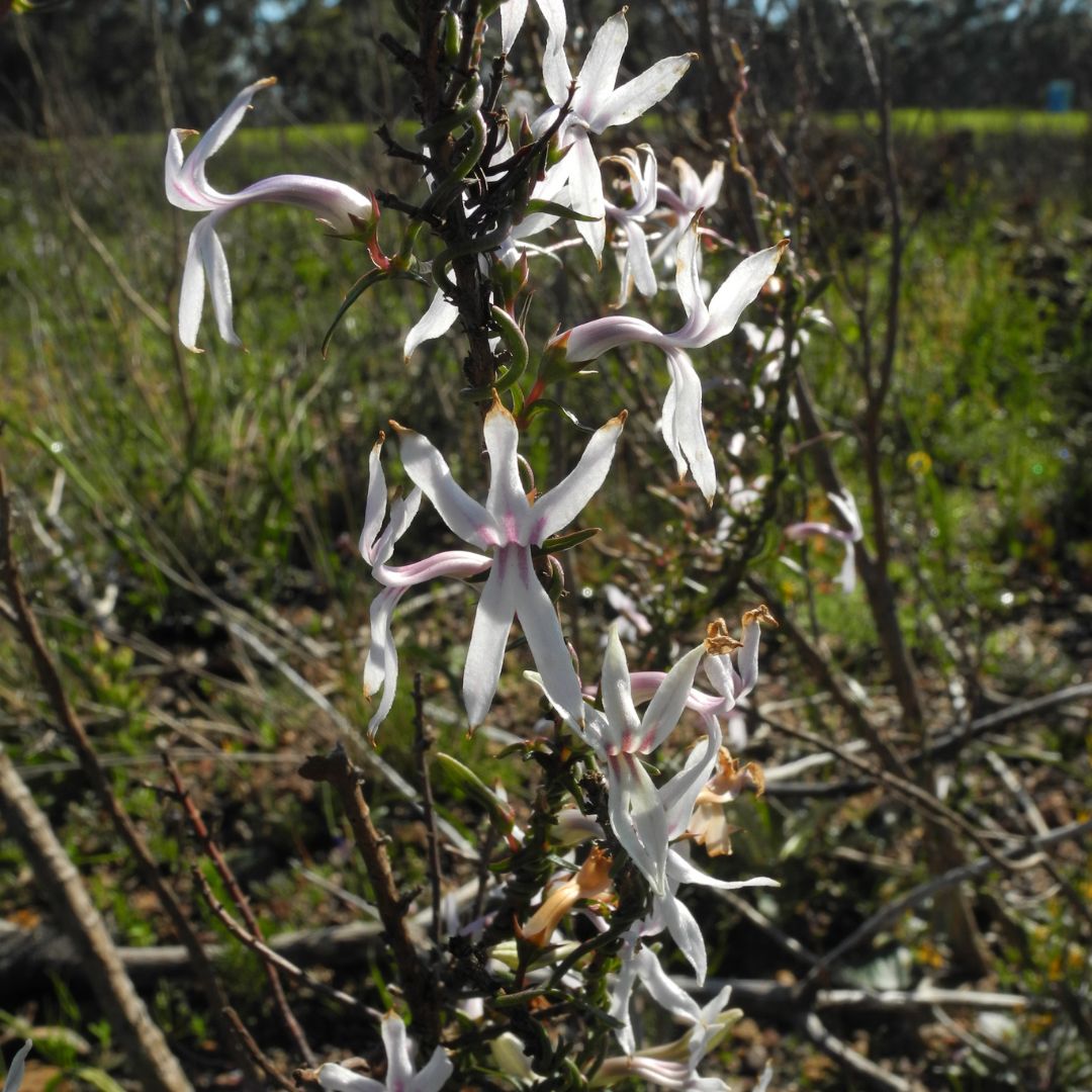 Cyphia volubilis var volubilis (White) seeds - Buy online
