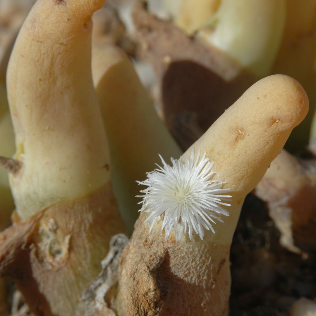 Mesembryanthemum digitata seeds - Buy online