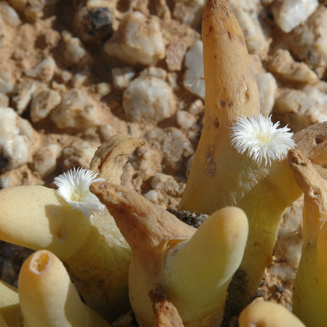 Mesembryanthemum digitata seeds - Buy online