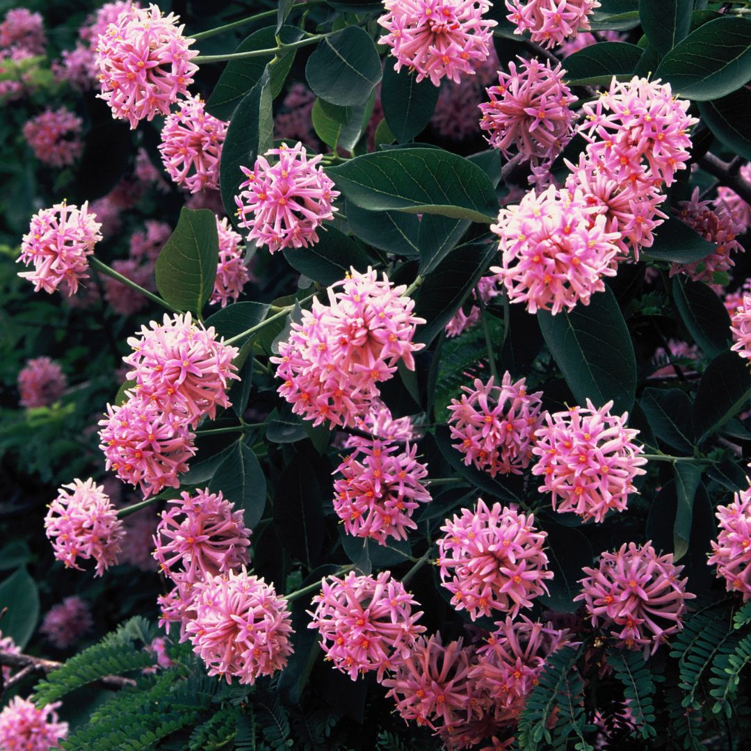 Dais cotinifolia seeds - Buy online