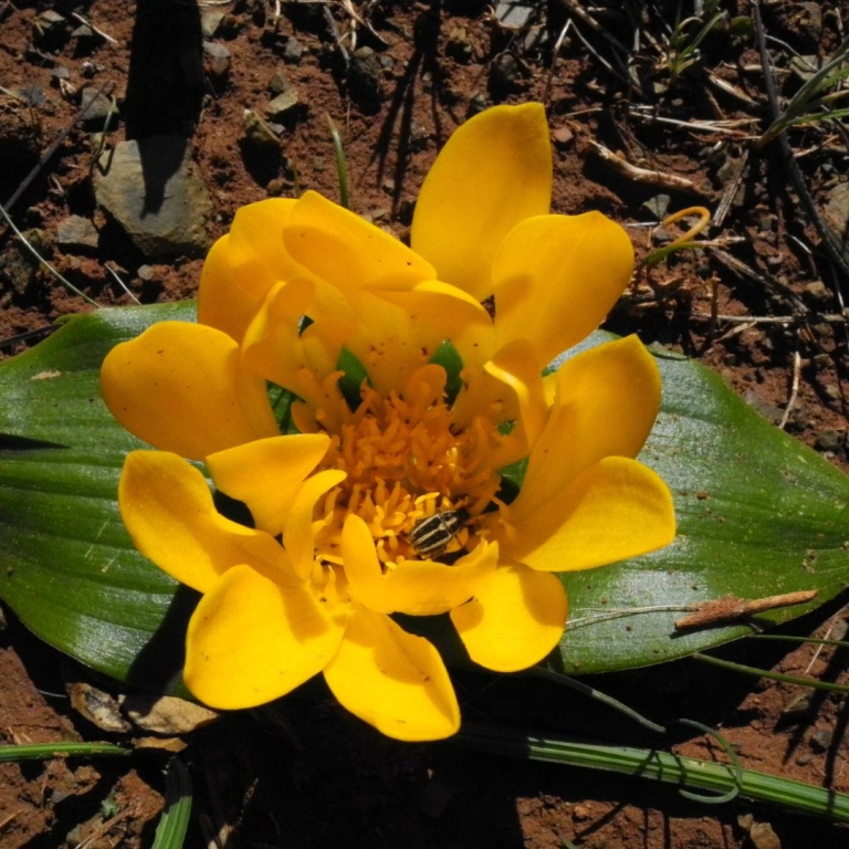 Daubenya aurea - Yellow seeds - Buy online