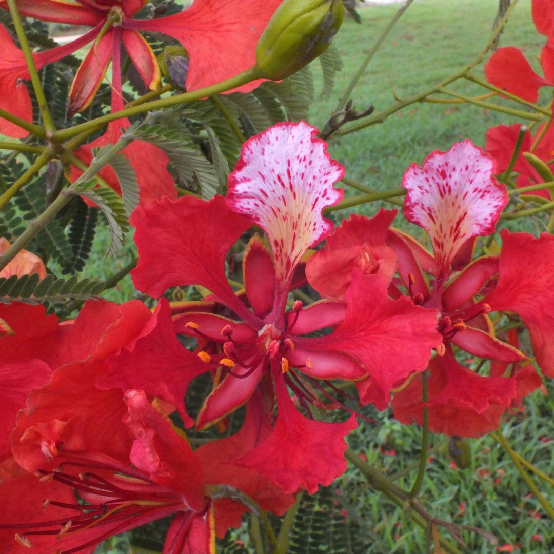 Delonix regia seeds - Buy online
