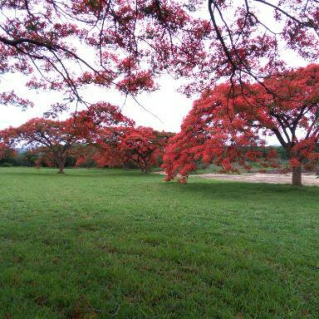Delonix regia seeds - Buy online