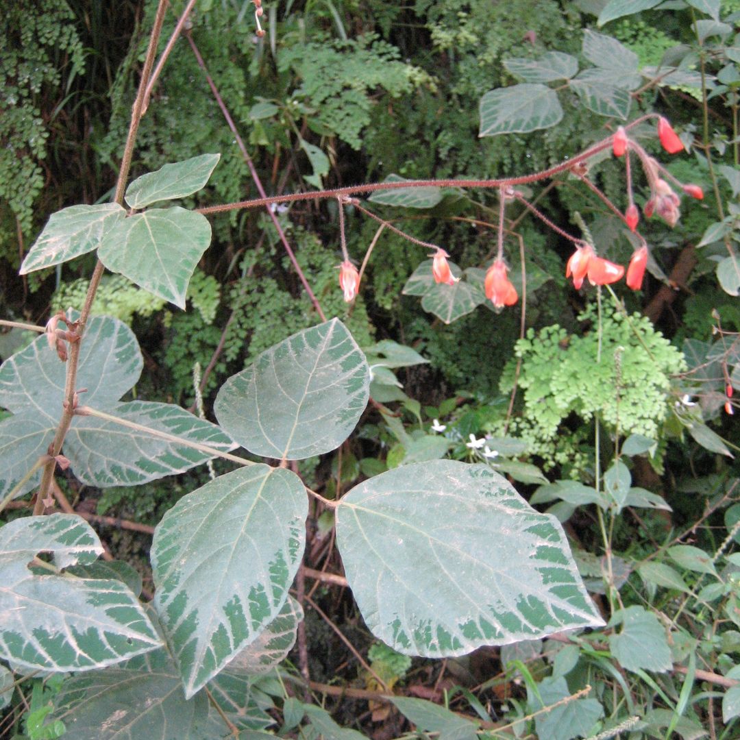 Raizes De Desmodium Gangeticum
