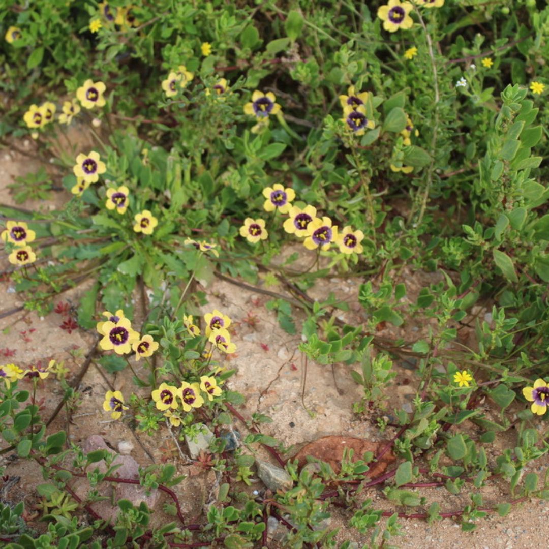 Diascia bicolor seeds - Buy online