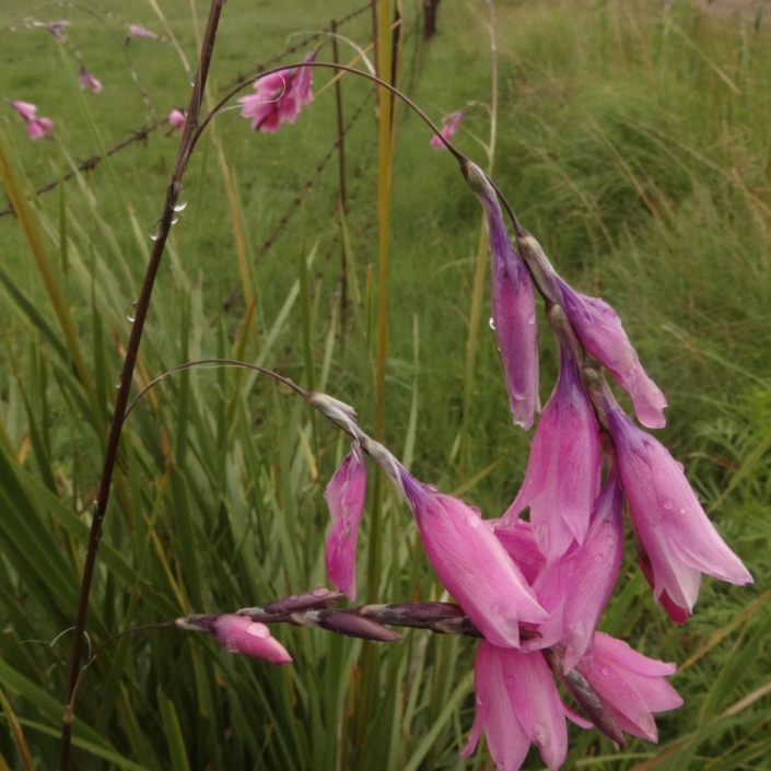 Dierama latifolium seeds - Buy online