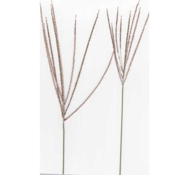 Digitaria eriantha seeds - Buy online