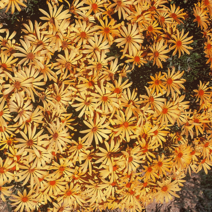 Dimorphotheca cuneata (Mixed Colours) seeds - Buy online