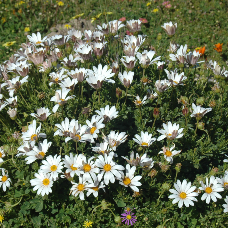 Dimorphotheca cuneata (White) seeds - Buy online