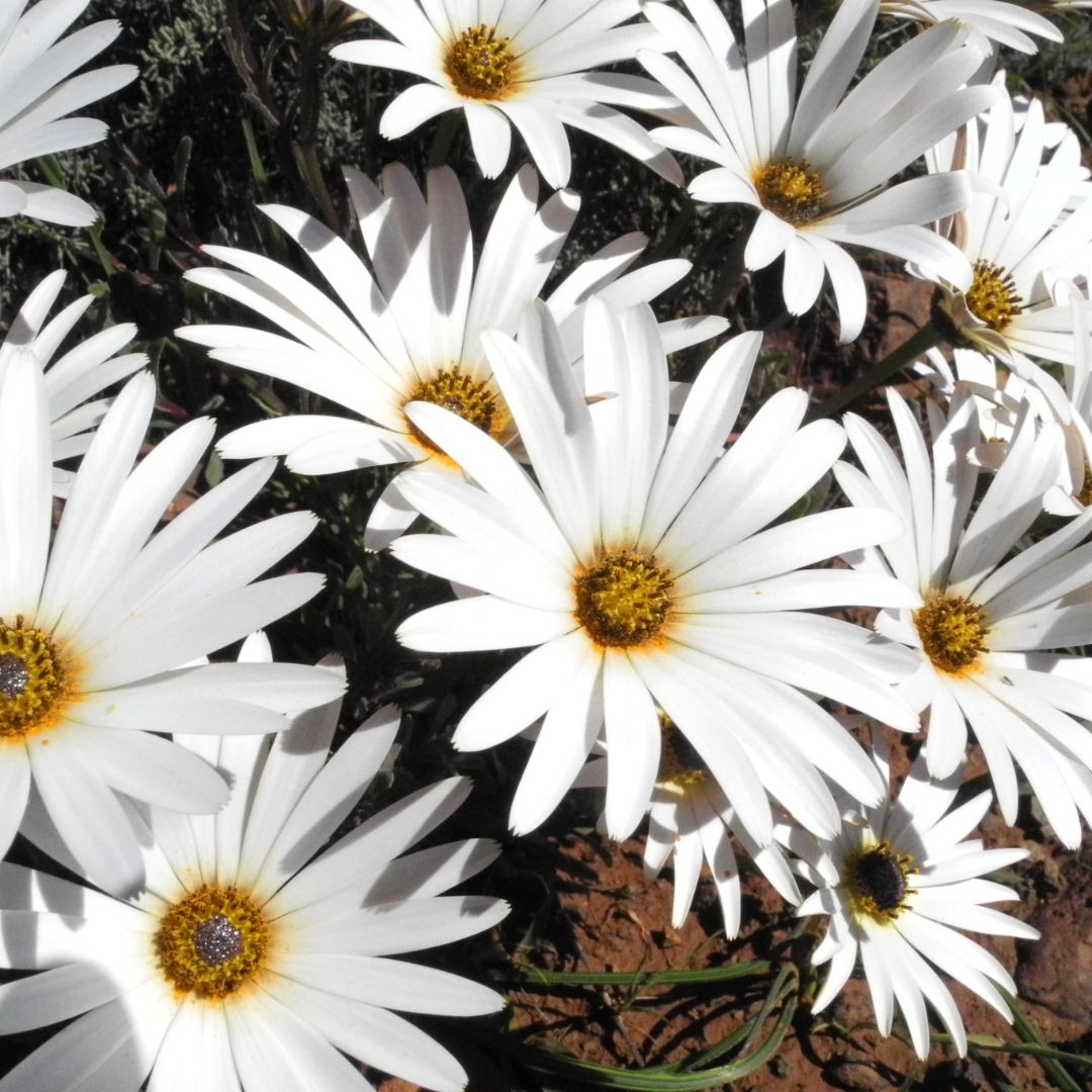 Dimorphotheca nudicaulis var nudicaulis seeds - Buy online