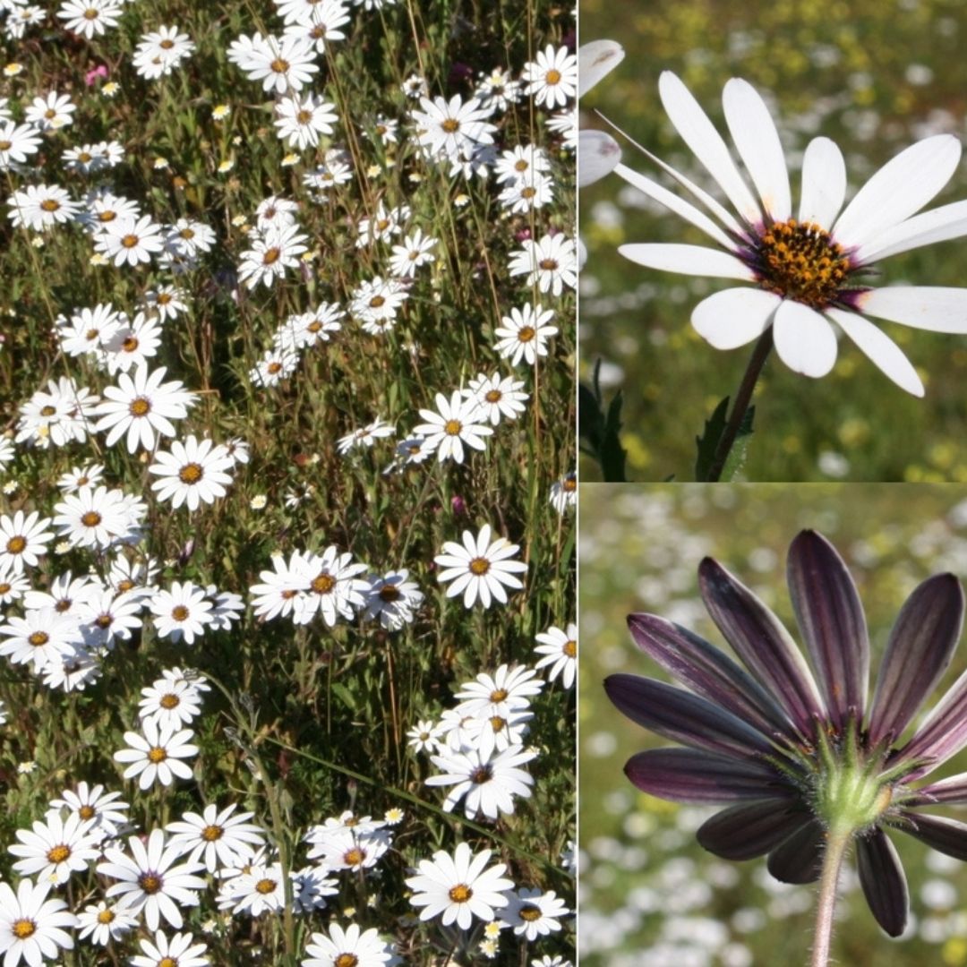 Dimorphotheca pluvialis seeds - Buy online