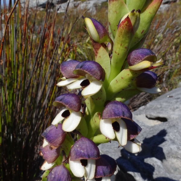 Leucadendron thymifolium seeds - Buy online