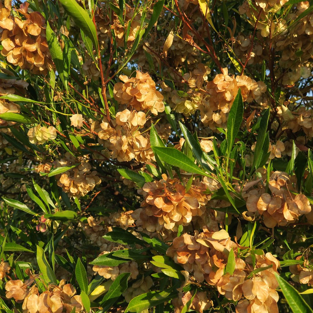 Dodonaea viscosa var angustifolia seeds - Buy online