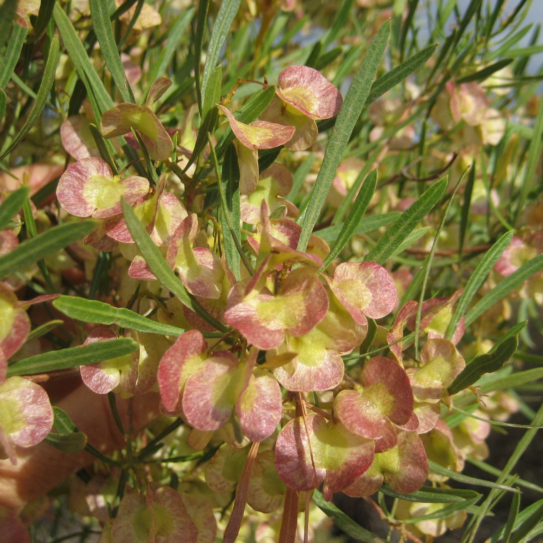 Dodonaea viscosa var viscosa seeds - Buy online