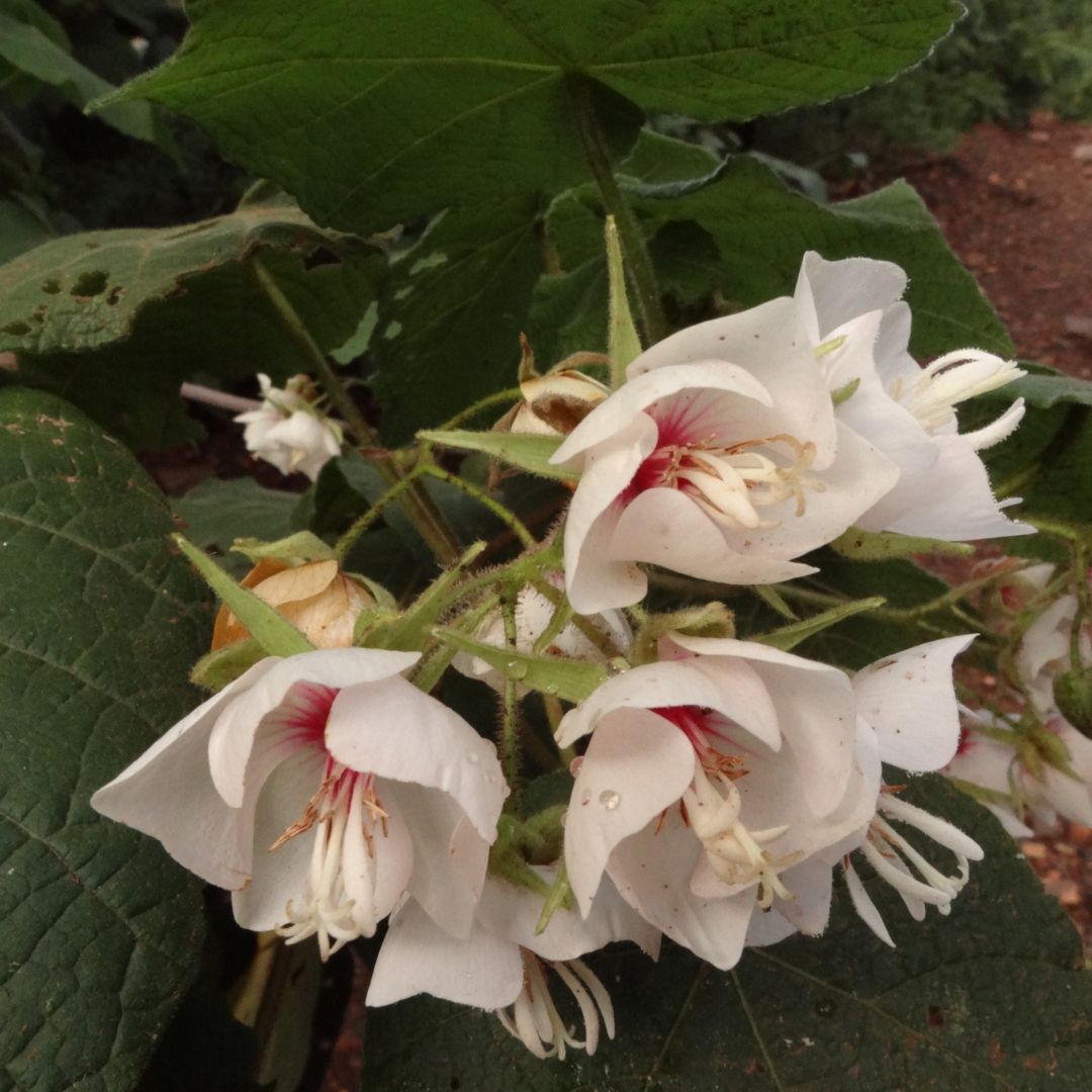 Dombeya burgessiae (White) seeds - Buy online