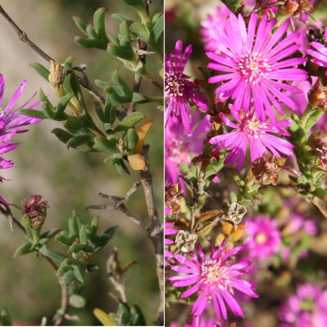 Drosanthemum quadratum seeds - Buy online