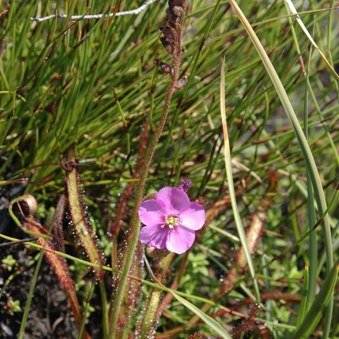 Drosera capensis seeds - Buy online