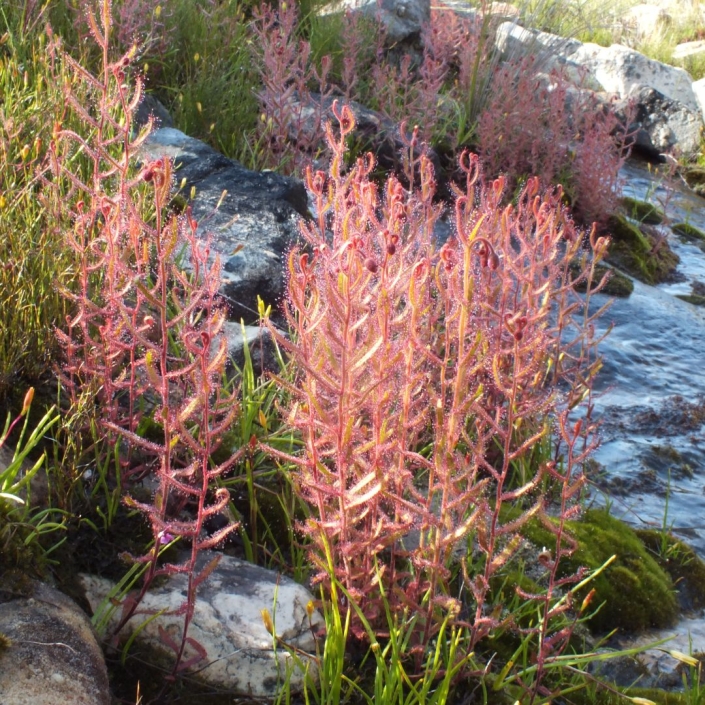 Drosera cistiflora seeds - Buy online